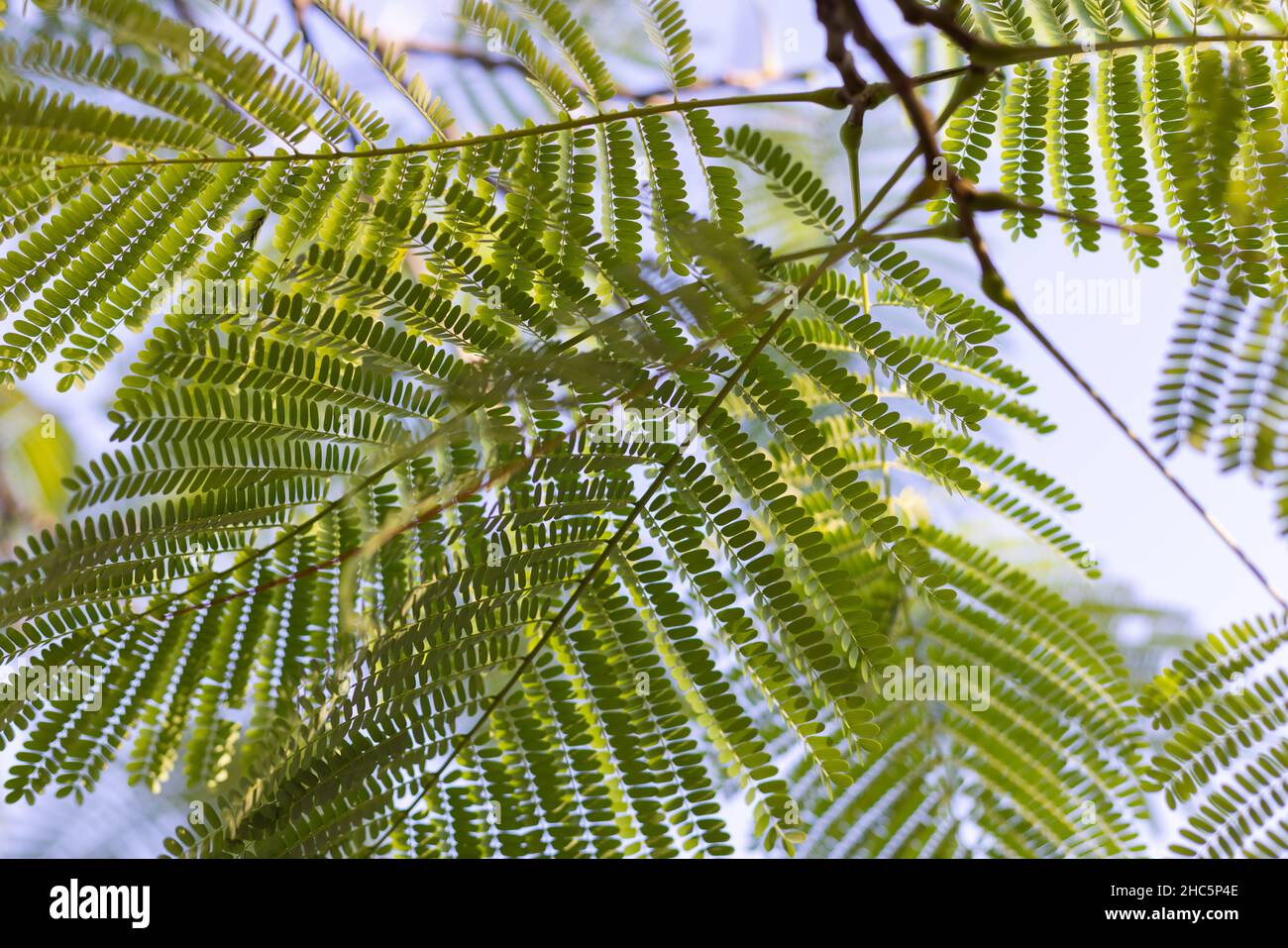 Abstract twig green leaves hi-res stock photography and images - Alamy