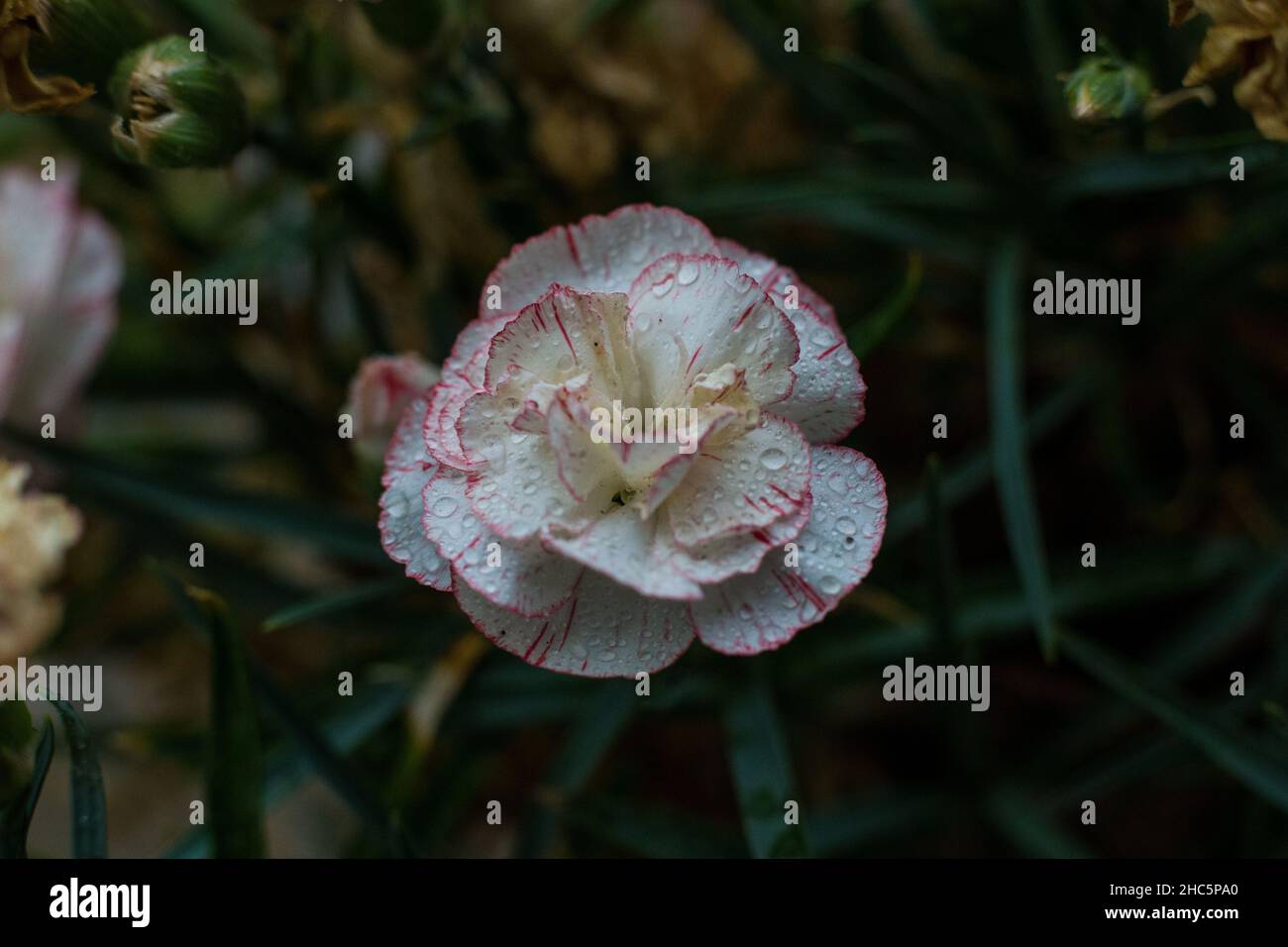 Beautiful carnation hi-res stock photography and images - Alamy