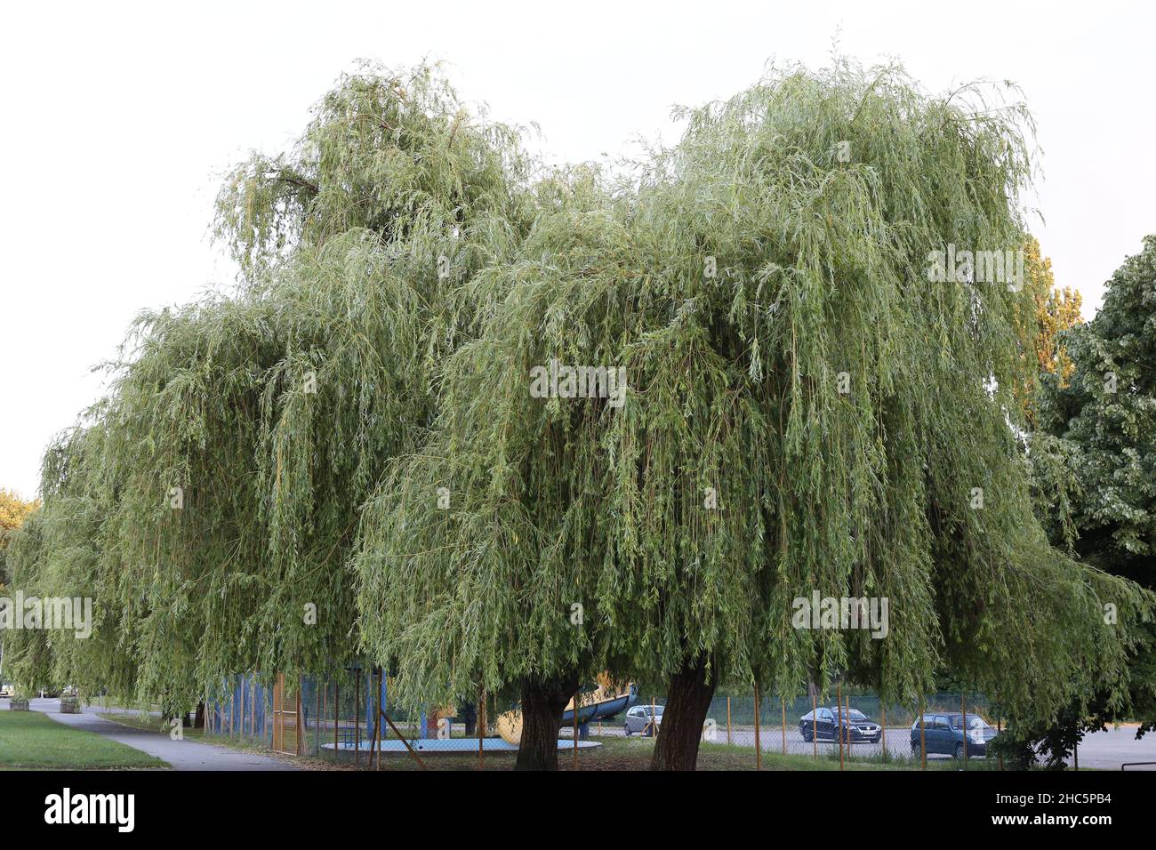 Lush willow hi-res stock photography and images - Alamy