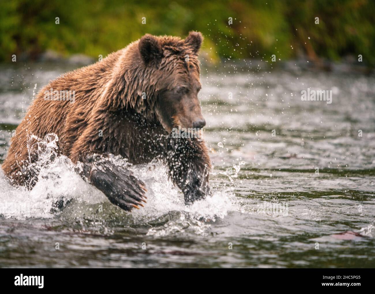 Beautiful brown bear hi-res stock photography and images - Alamy