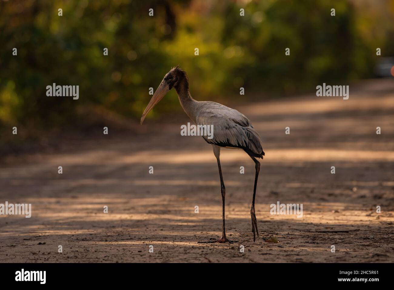 Beautiful shot stork walking hi-res stock photography and images - Alamy