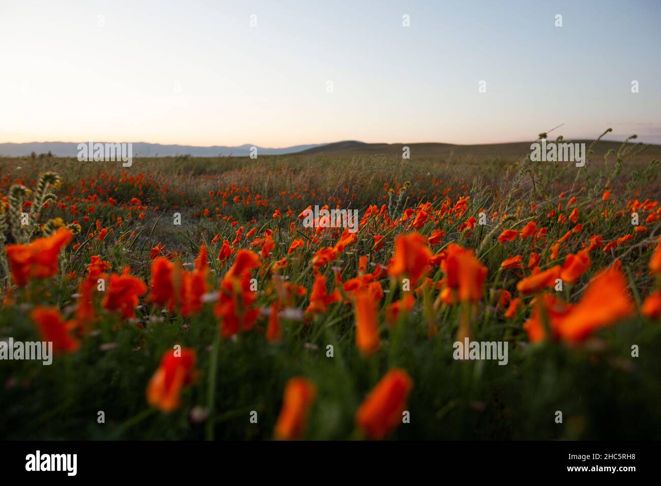 Sunset view of a super bloom poppy field in Lancaster, California, USA ...
