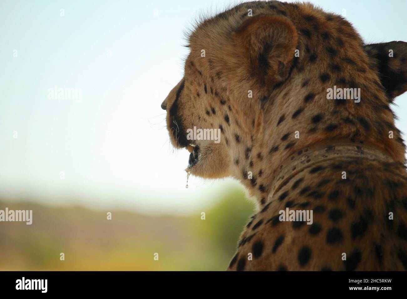 Back and side of cheetah head with saliva dripping down its mouth Stock ...