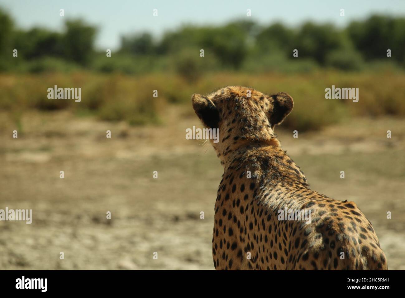Full body image from behind an adult cheetah stalking its prey Stock ...