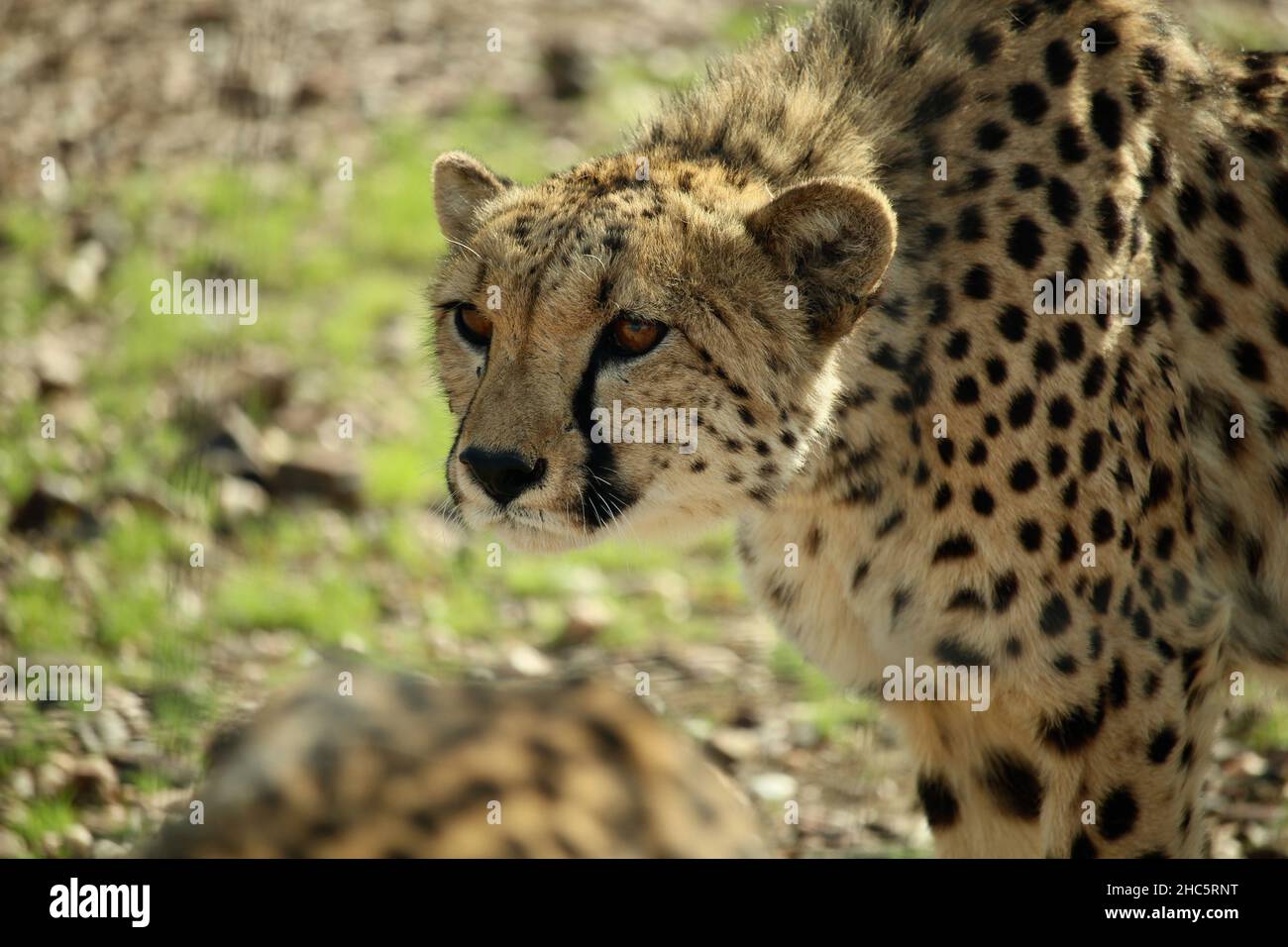 Cheetah head and shoulders looking past another cheetah Stock Photo - Alamy