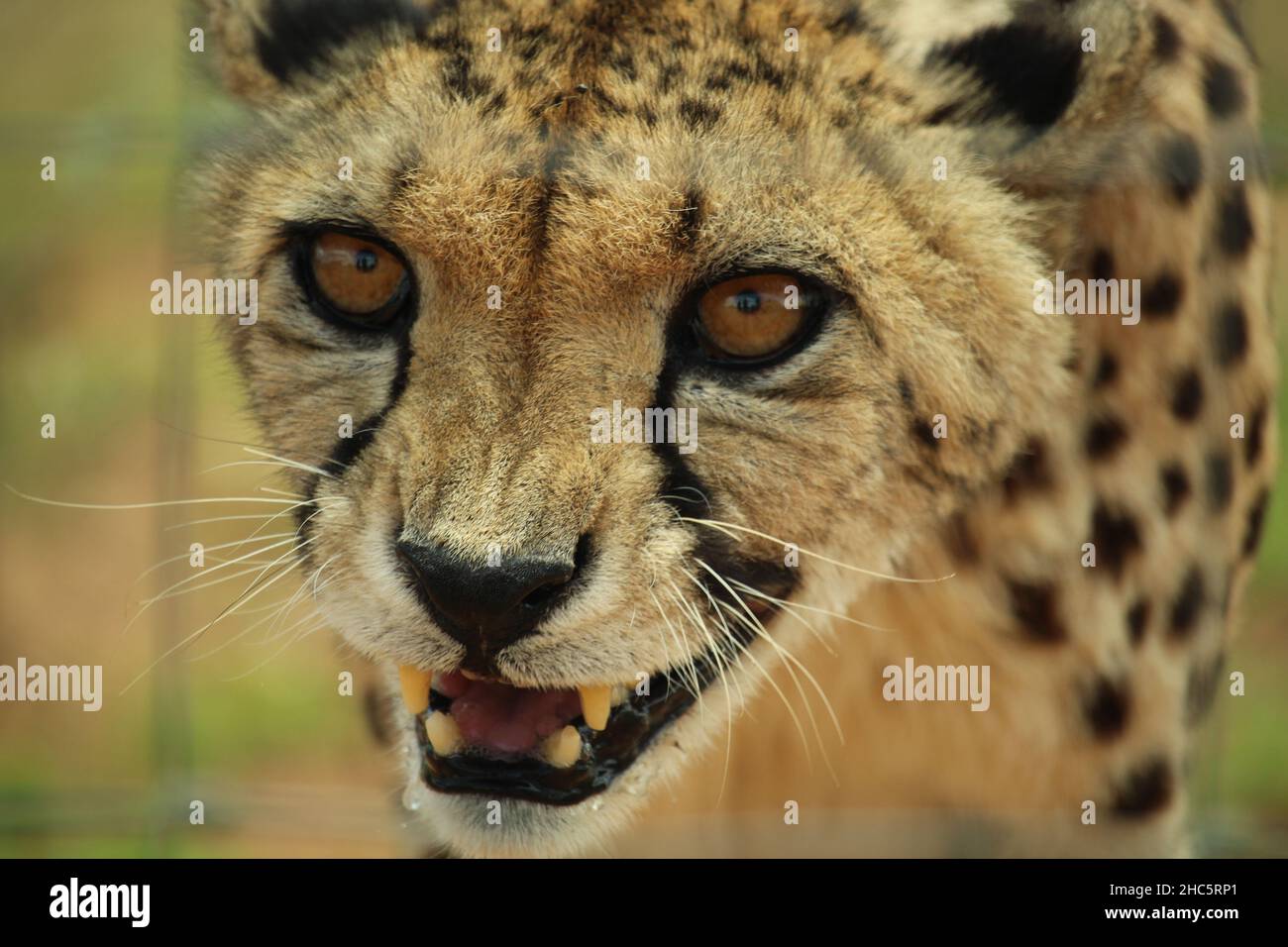 Agitated animals hi-res stock photography and images - Alamy