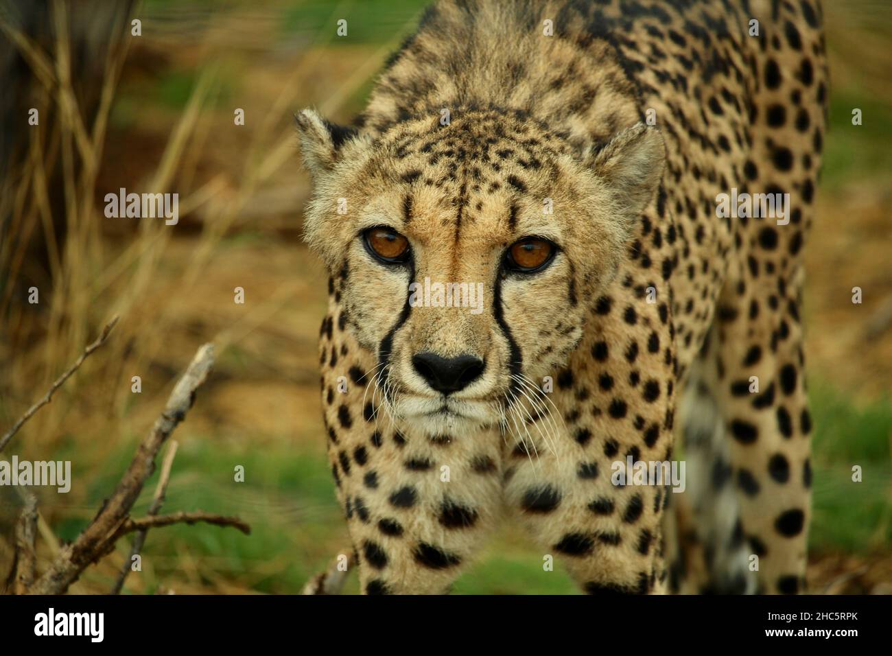 Close-up of standing cheetah looking directly into the camera Stock ...