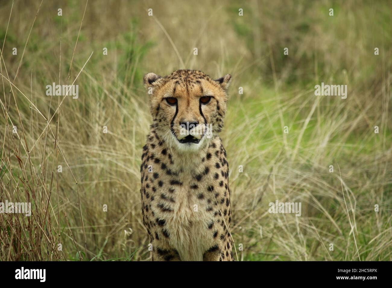 Cheetah in yellow-green grass looking directly into the camera Stock ...