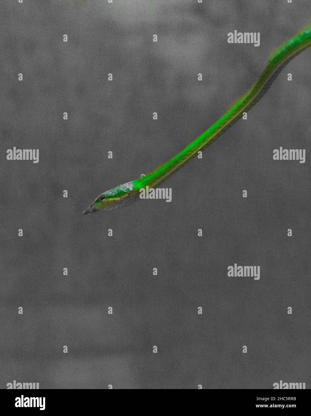 Minimalistic shot of a green, dangerous, toxic snake Stock Photo - Alamy