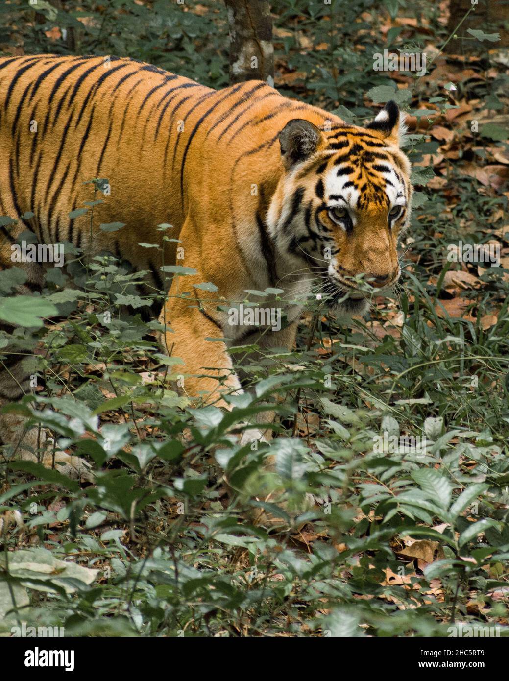 Tiger behind a fence hi-res stock photography and images - Alamy