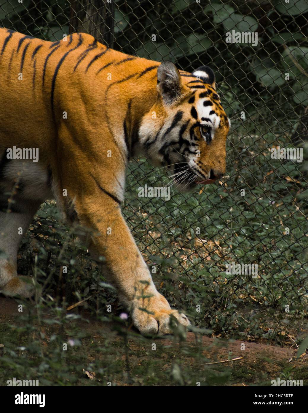 Tiger behind a fence hi-res stock photography and images - Alamy