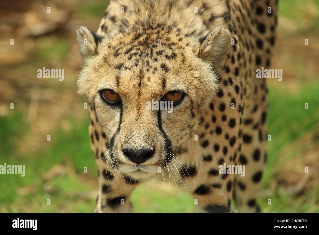 Adult cheetah in defensive position towards the camera Stock Photo - Alamy