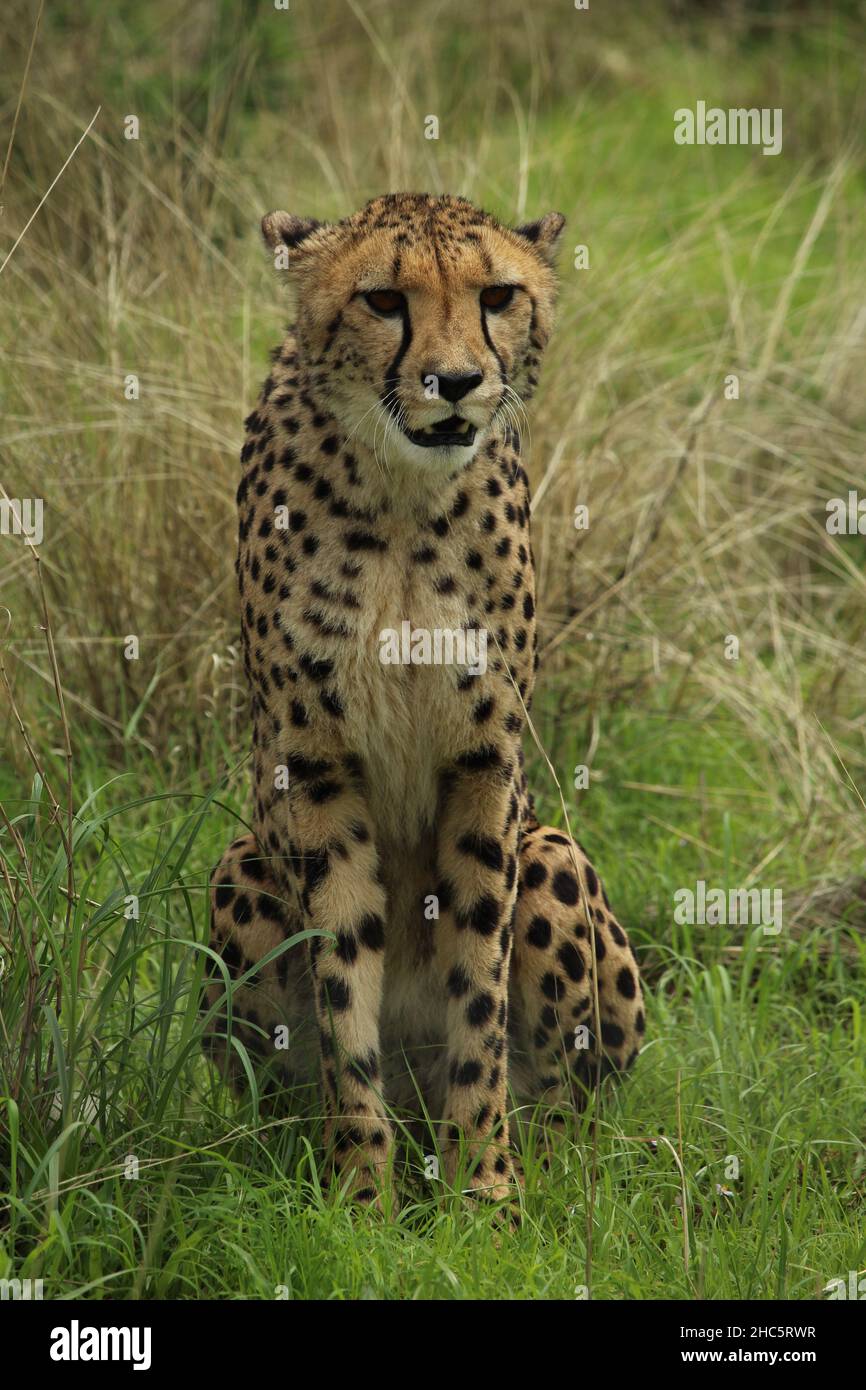Cheetah Body Sitting