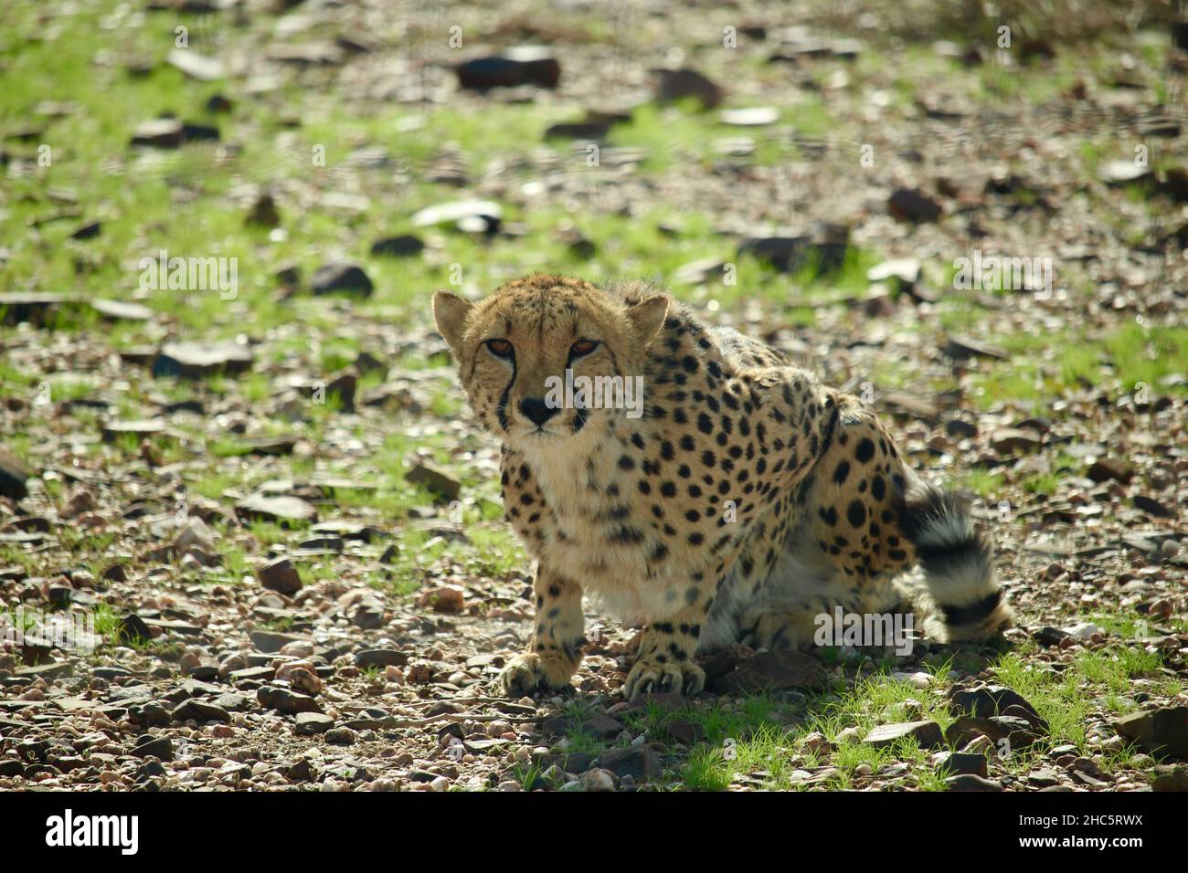 Cheetah crouching hi-res stock photography and images - Alamy