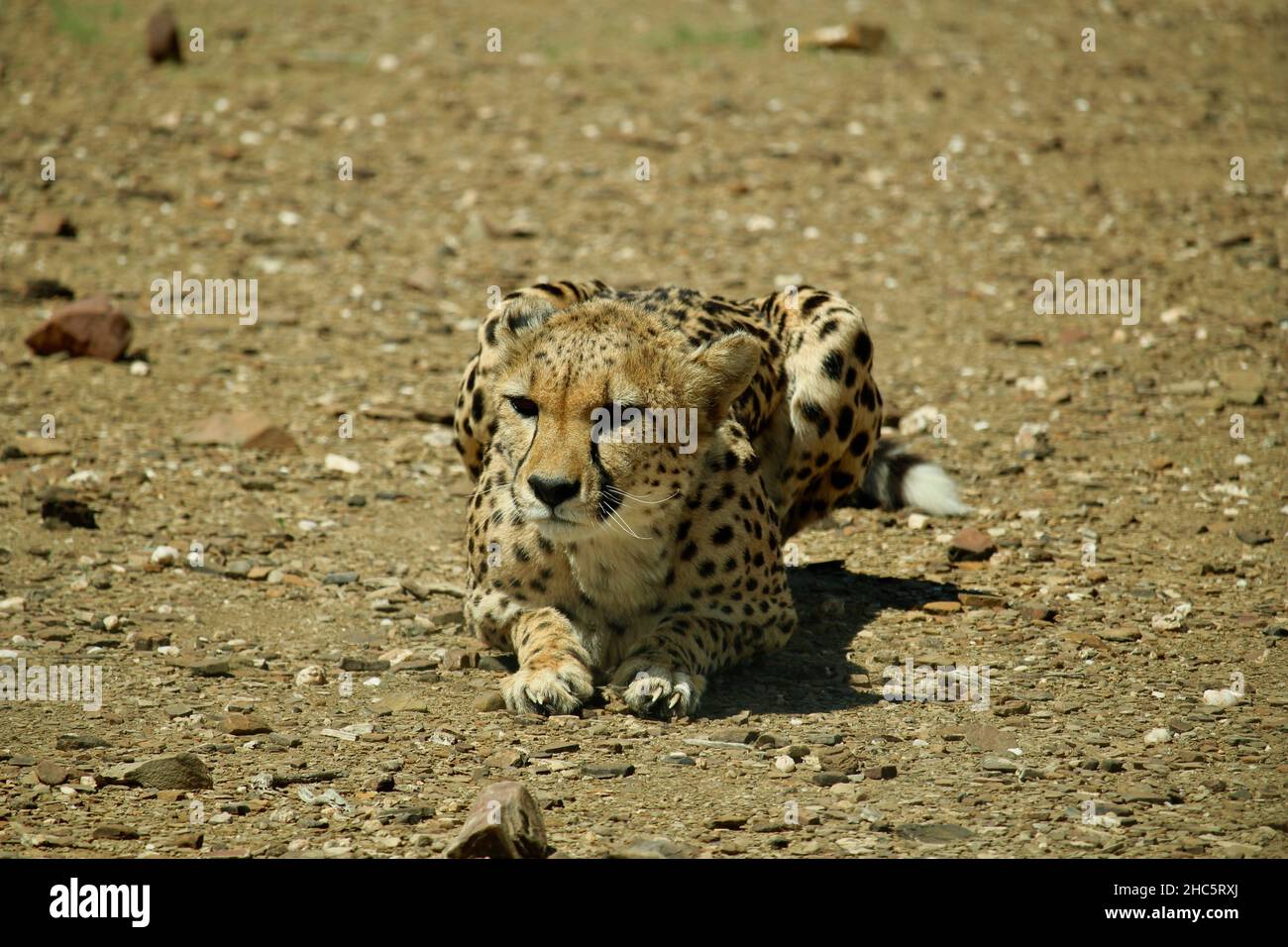 Female cheetah crouching on barren rocky ground Stock Photo - Alamy