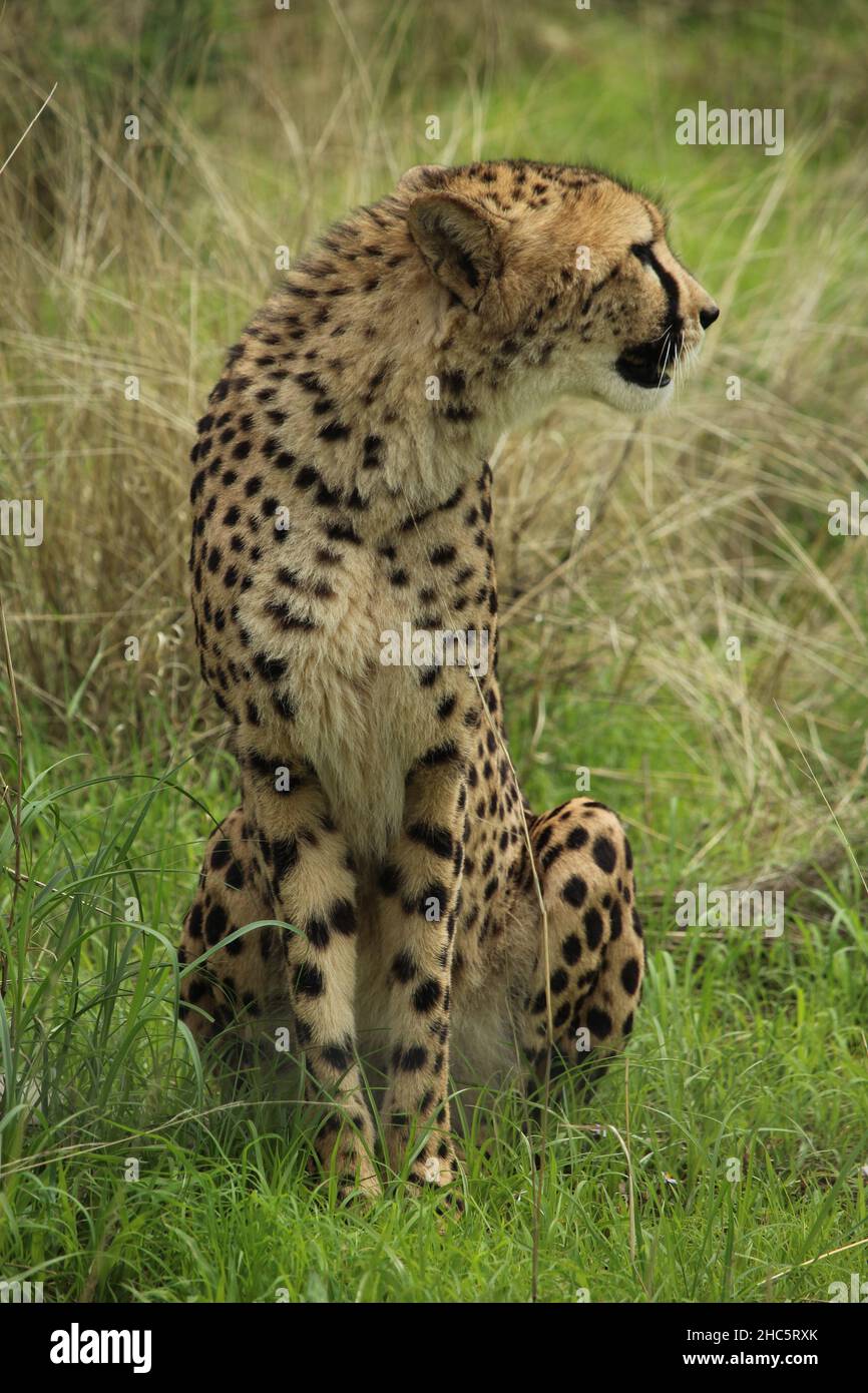 Full scene wildlife hi-res stock photography and images - Alamy