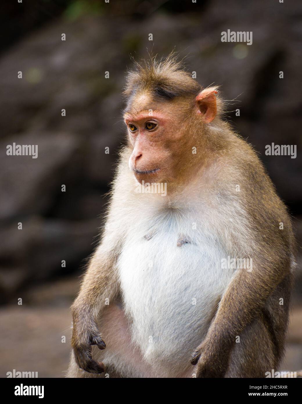 Monkey potrait hi-res stock photography and images - Alamy