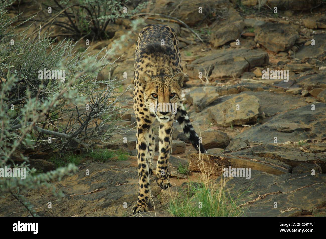 Dark male cheetah on rocky terrain facing the camera Stock Photo - Alamy