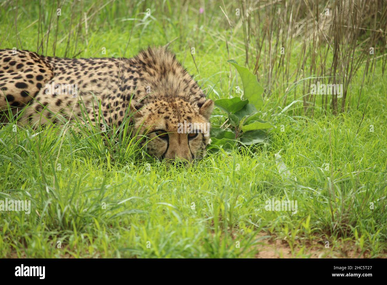 Cheetah in hunting position in green grass Stock Photo - Alamy