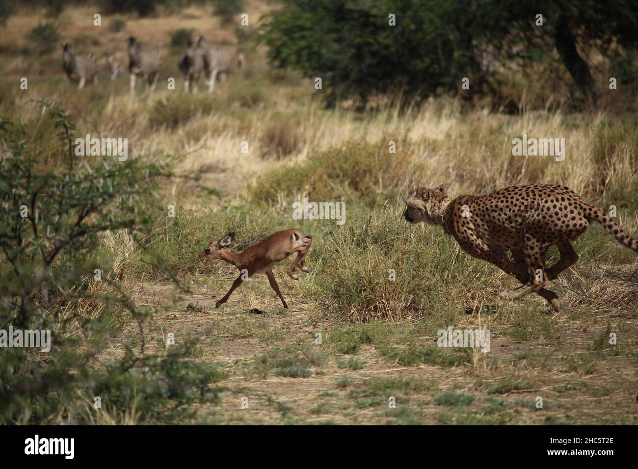 Saharan Cheetah