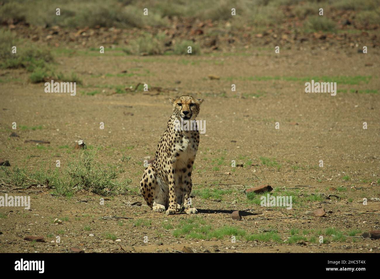 Female cheetah sitting in rugged Namibian landscape and looking towards ...