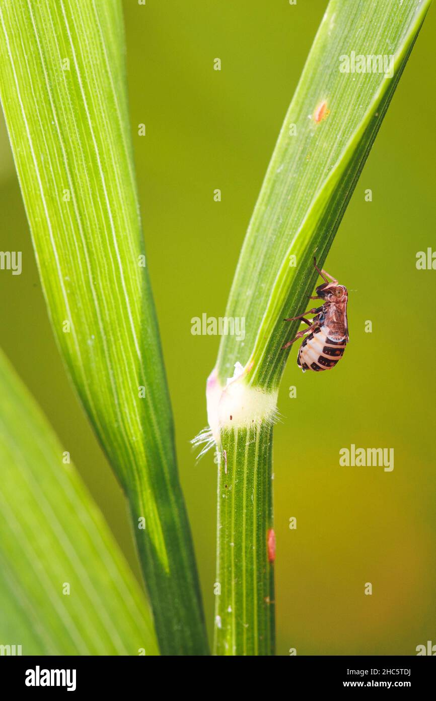 Vertical, close-up shot of a bug on green grass with a blurred ...