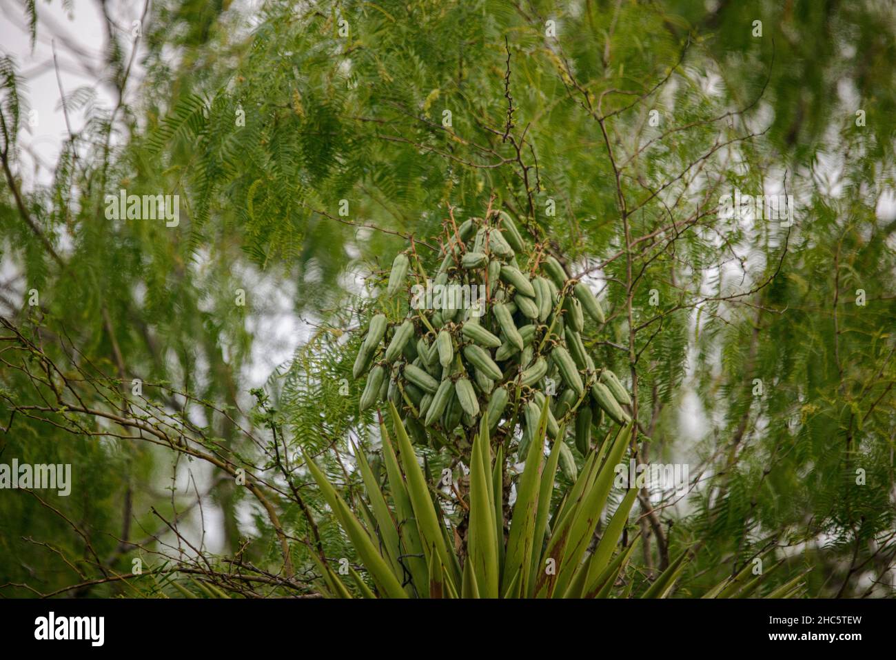 Laguna Atascosa National Wildlife Refuge in south Texas-blooming Yucca ...