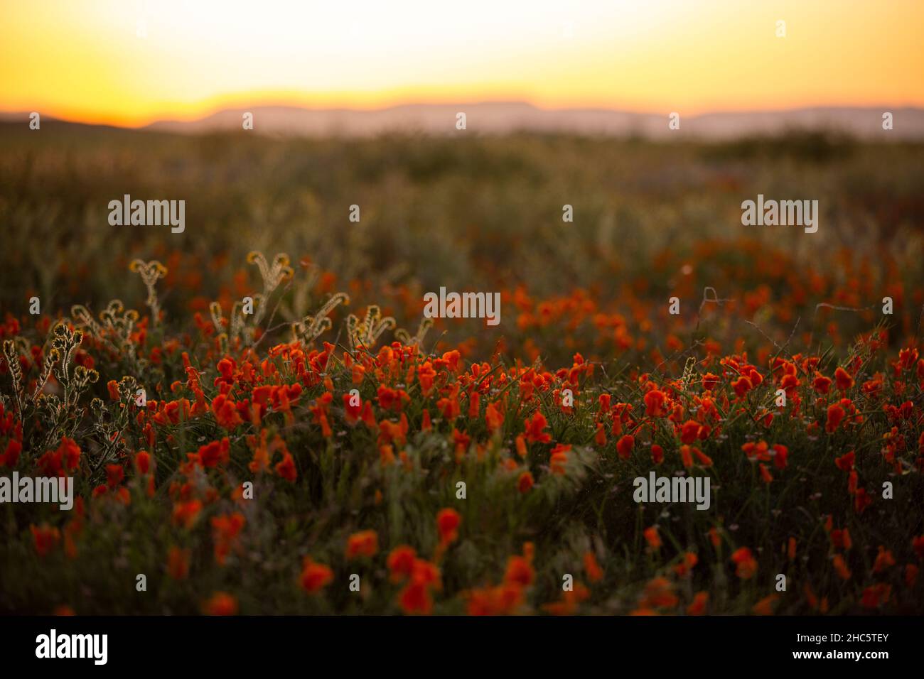 Sunset view of poppies blooming in Lancaster, California, USA Stock ...