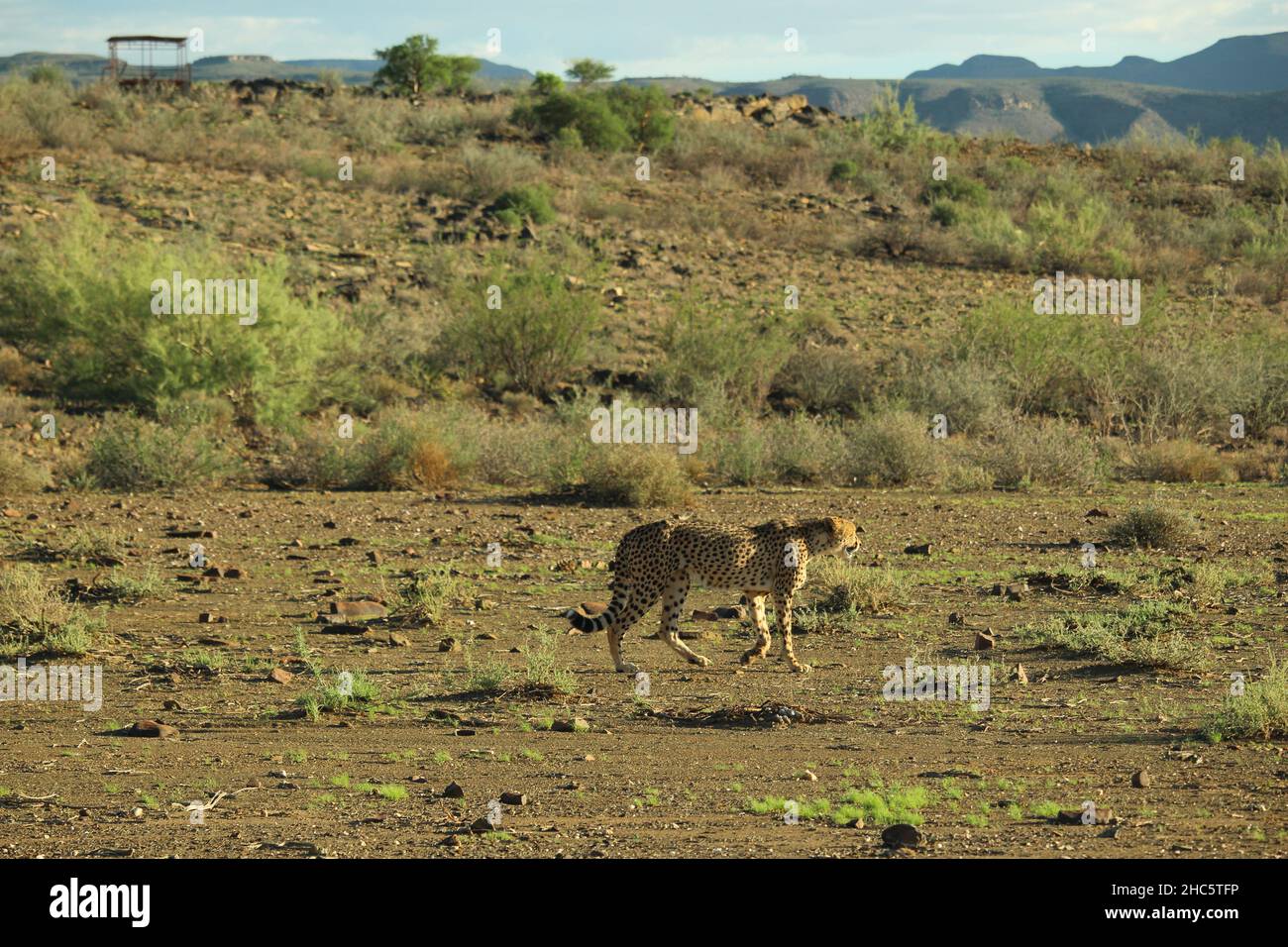 Cheetah walking across Namibian landscape Stock Photo - Alamy