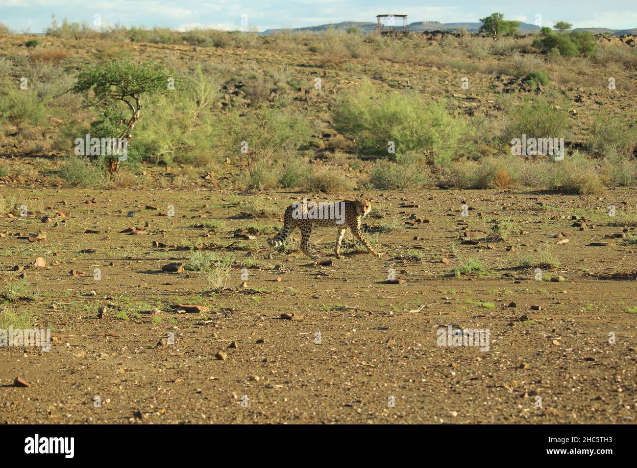 Cheetah walking across Namibian landscape Stock Photo - Alamy