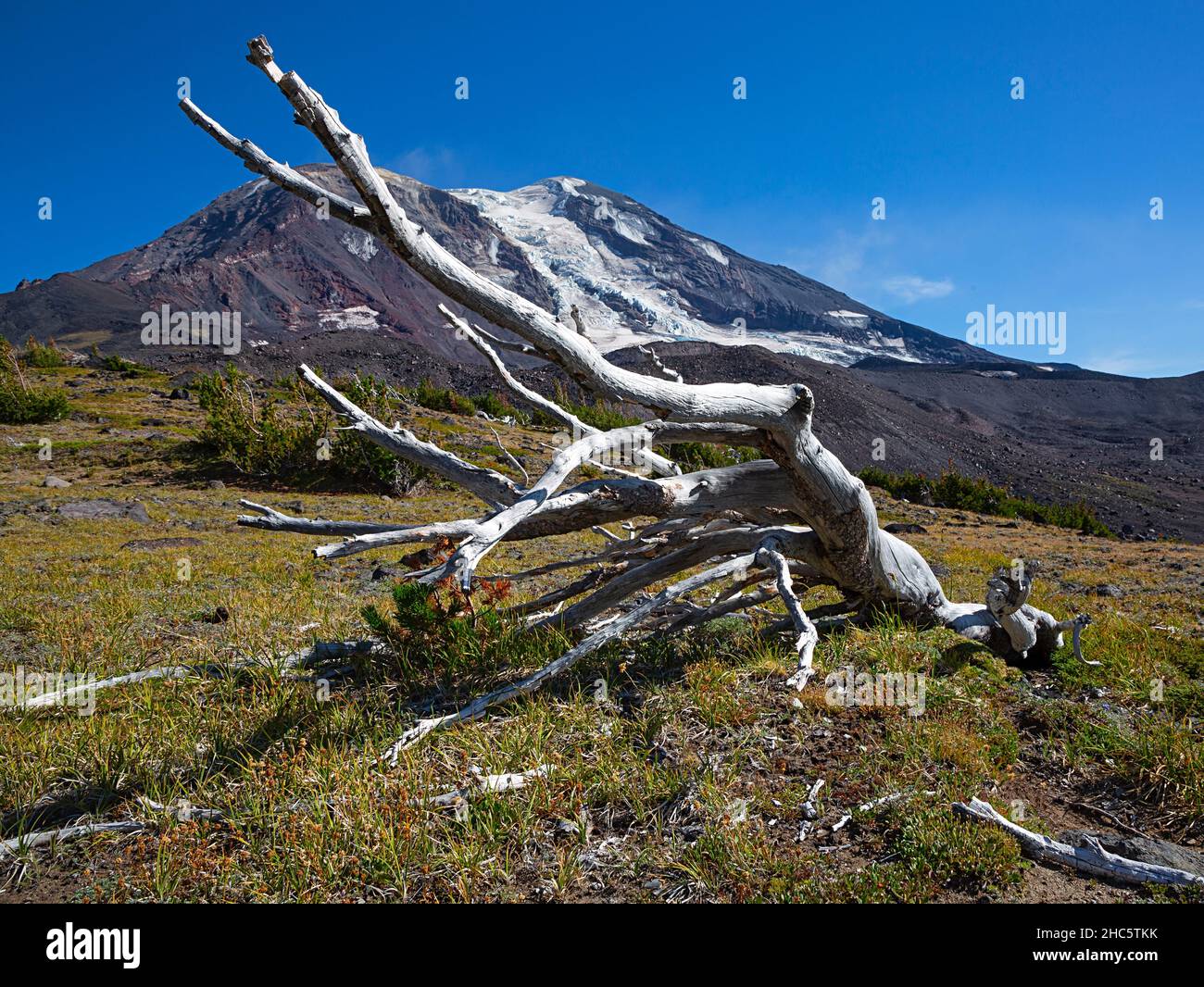 Tree skeleton hi-res stock photography and images - Alamy