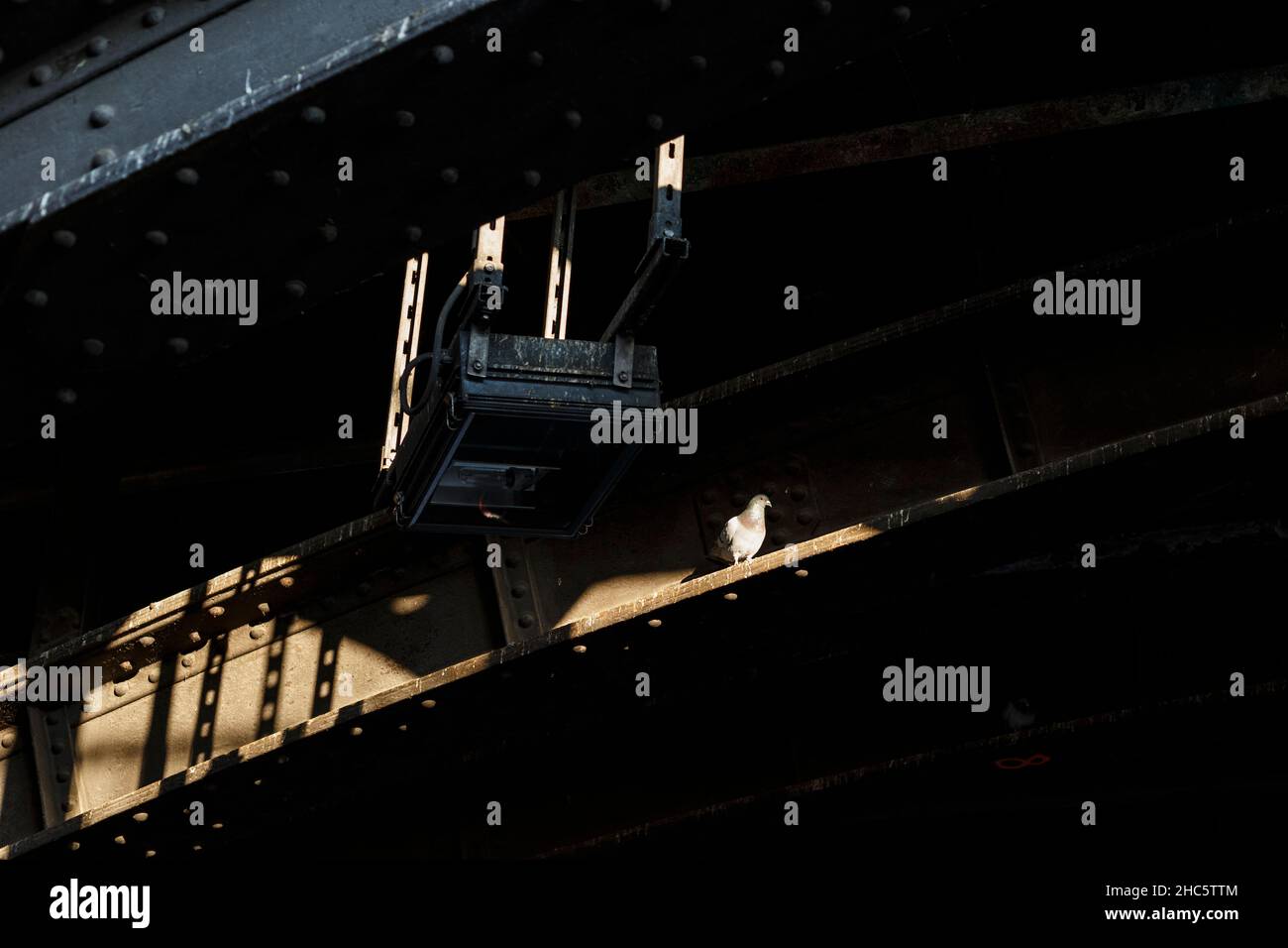 Pigeon under bridge hi-res stock photography and images - Alamy