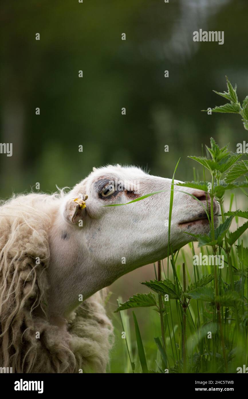 Sheep eating plant hi-res stock photography and images - Alamy