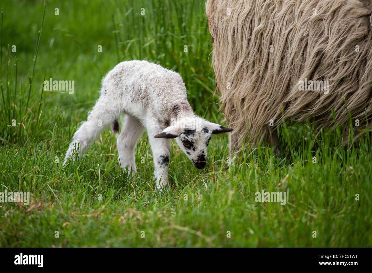 Shot of a cute lamb following its mother in the farm Stock Photo - Alamy