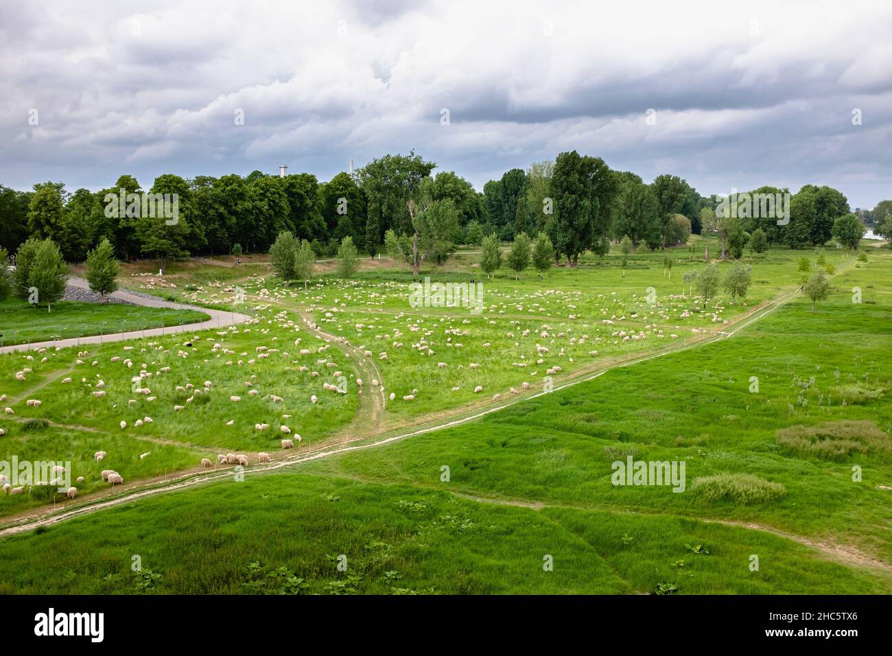 Beautiful scenery of a lot of sheep in the green farm with trees Stock ...