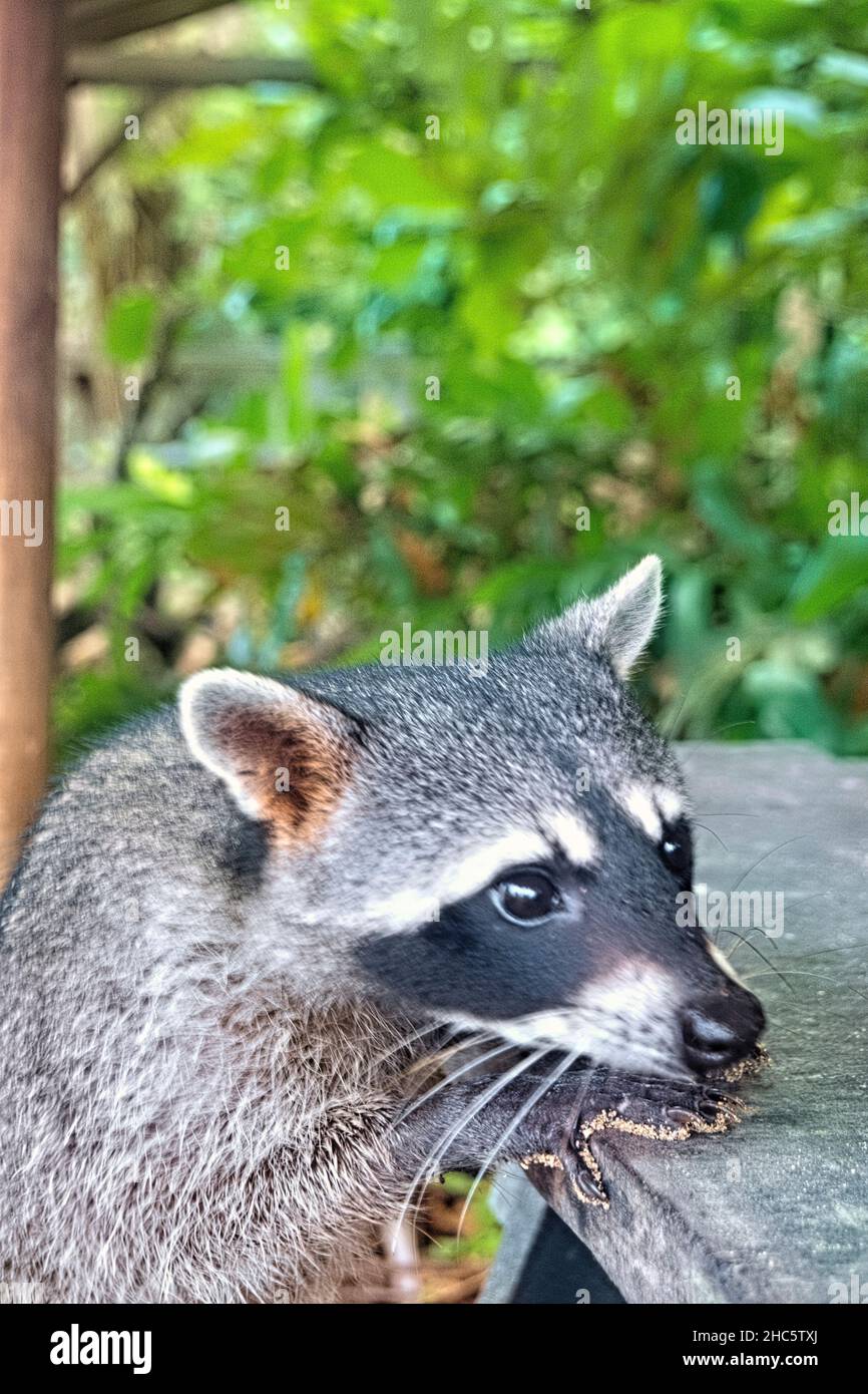 Raccoon on the trail, Cahuita National Park, Costa Rica Stock Photo - Alamy