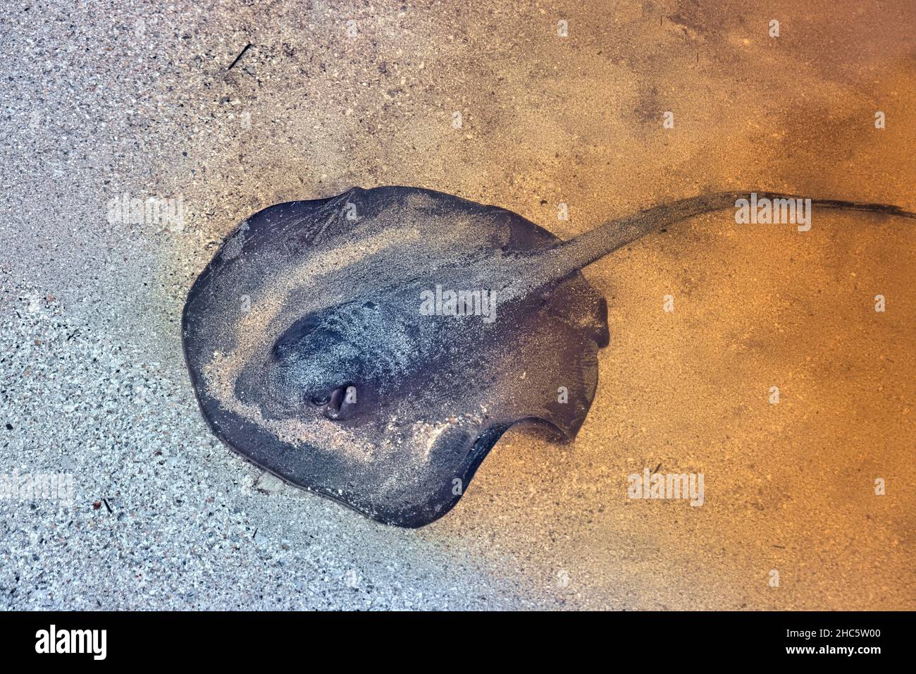 Round stingray (Urobatis halleri), Cahuita National Park, Costa Rica ...