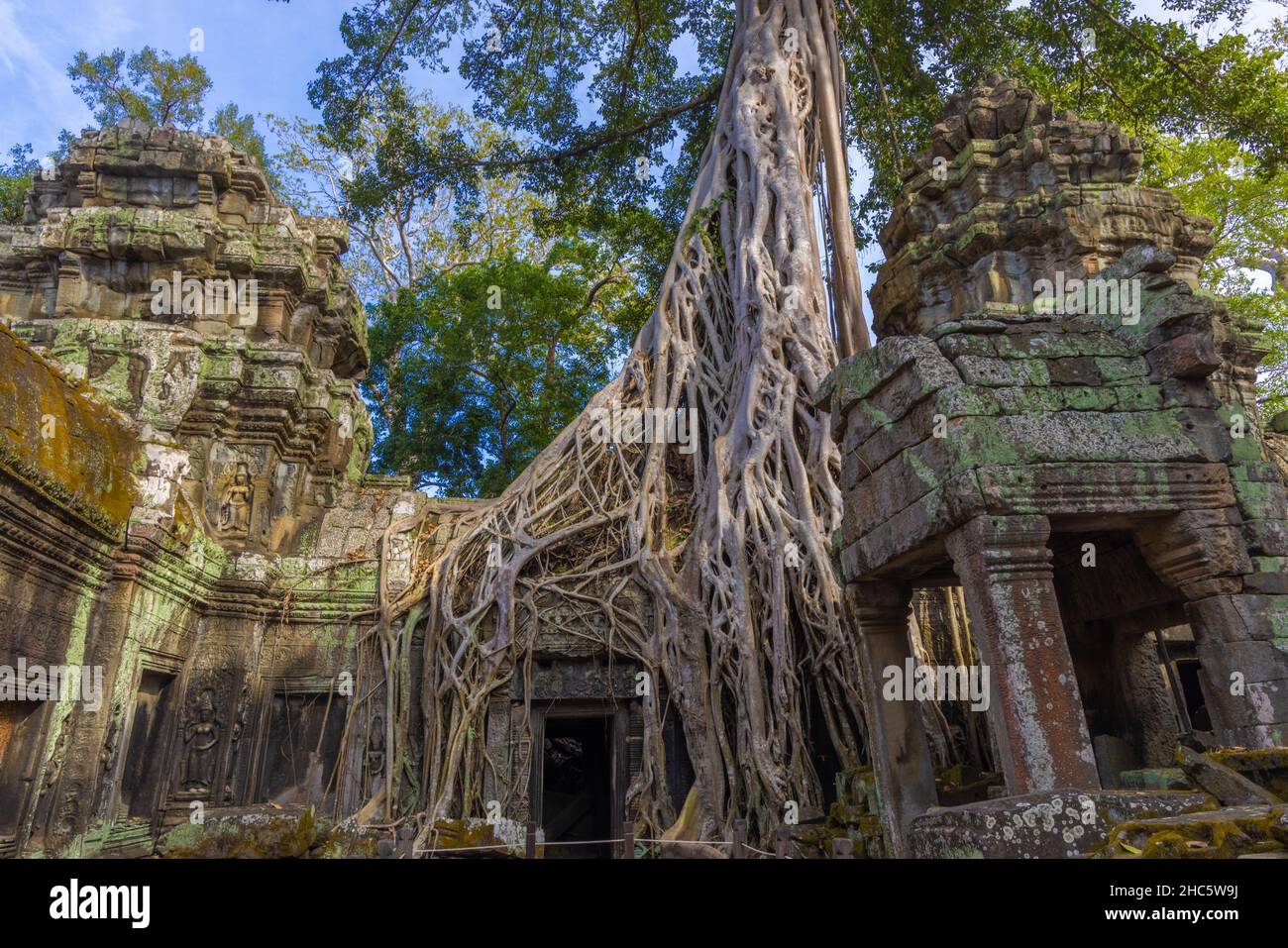 Ruins of Ta Prohm temple in Angkor complex, overgrown by trees ...