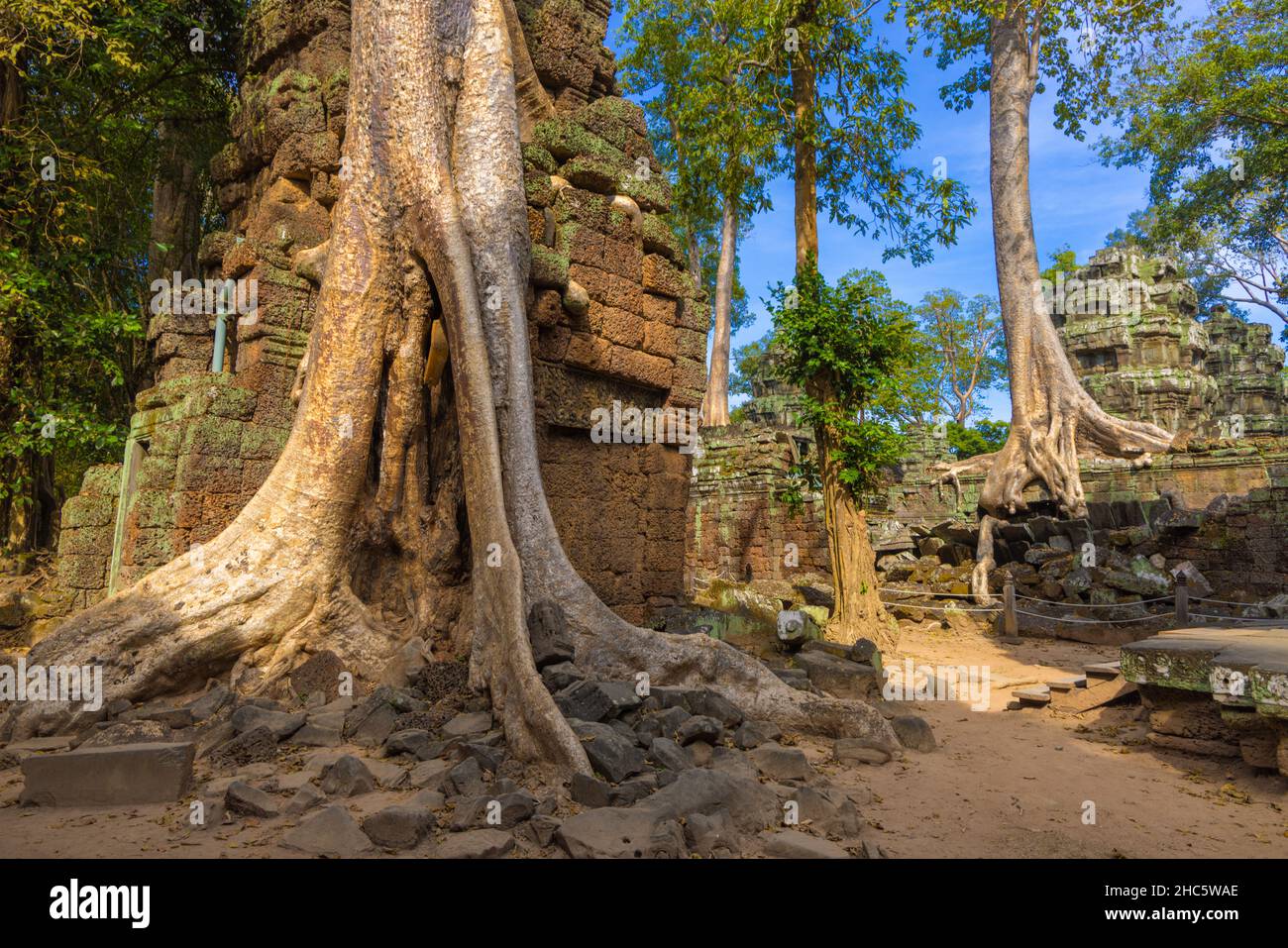 Ruins of Ta Prohm temple in Angkor complex, overgrown by trees ...