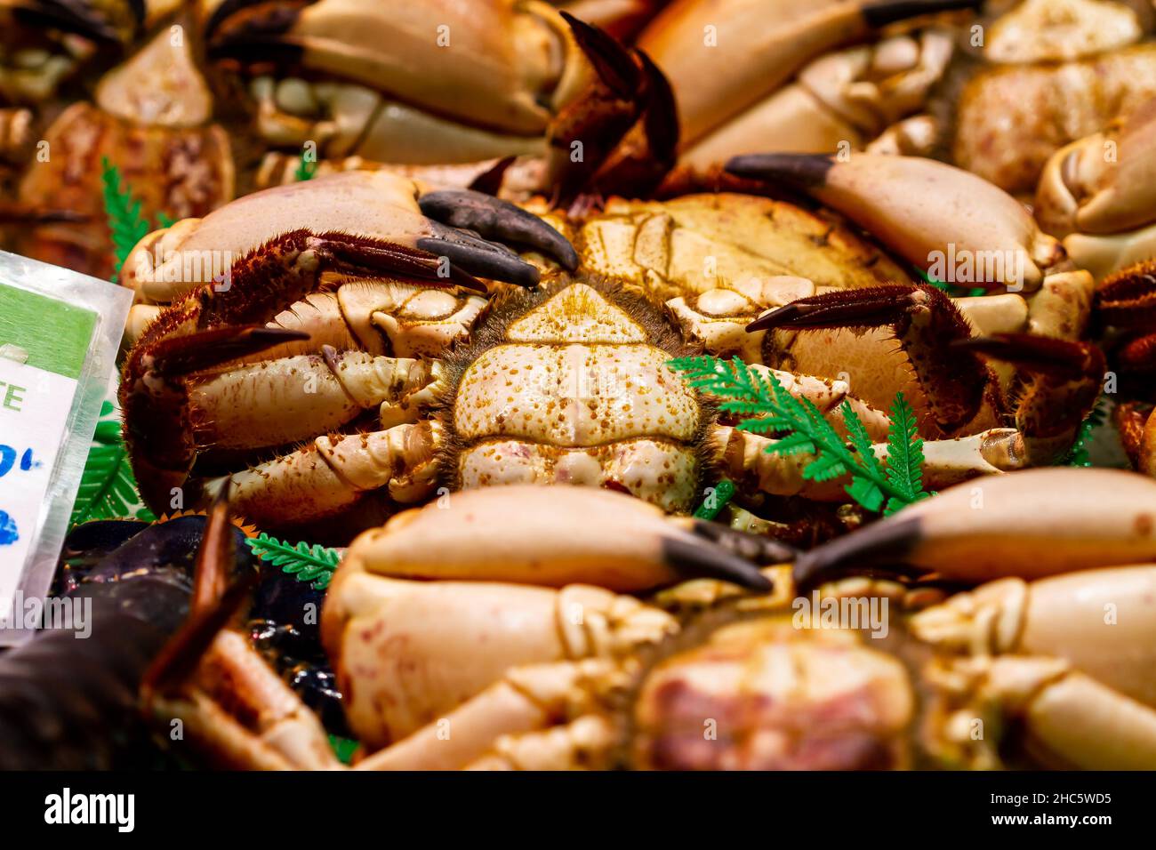 Close-up shot of edible crab(Cancer pagurus) in the seafood market ...