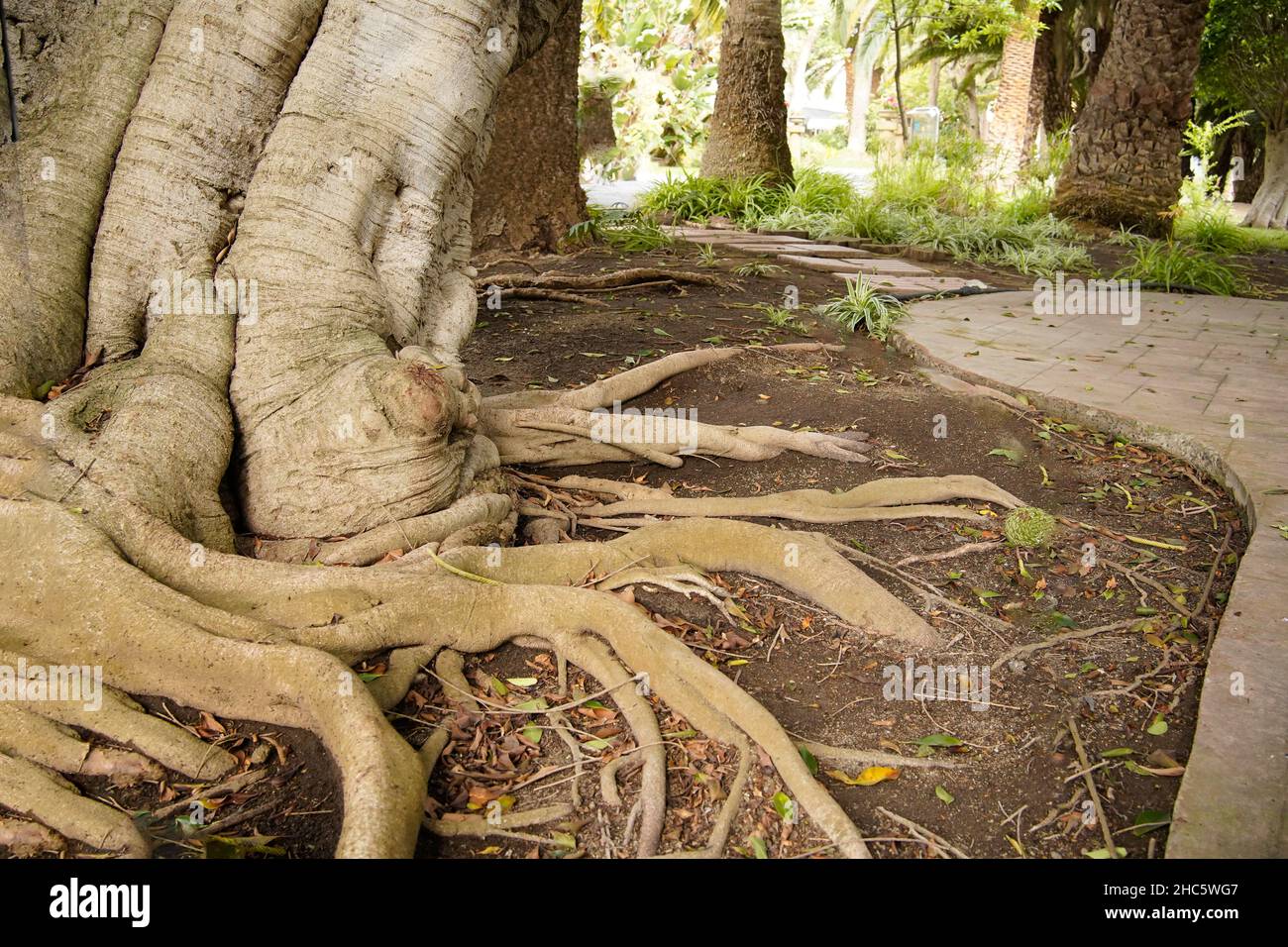 giant tree roots and green forest Stock Photo - Alamy