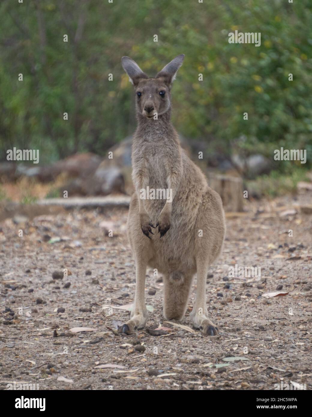 Young Western Grey Kangaroo Stock Photo - Alamy