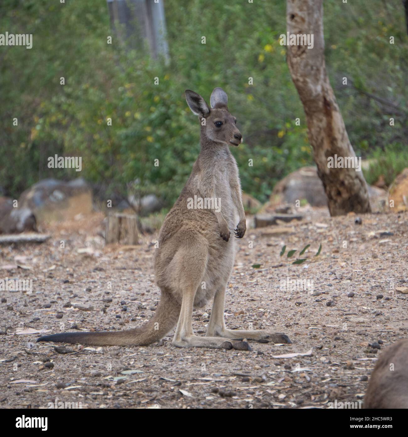 Kangaroo hands hi-res stock photography and images - Alamy
