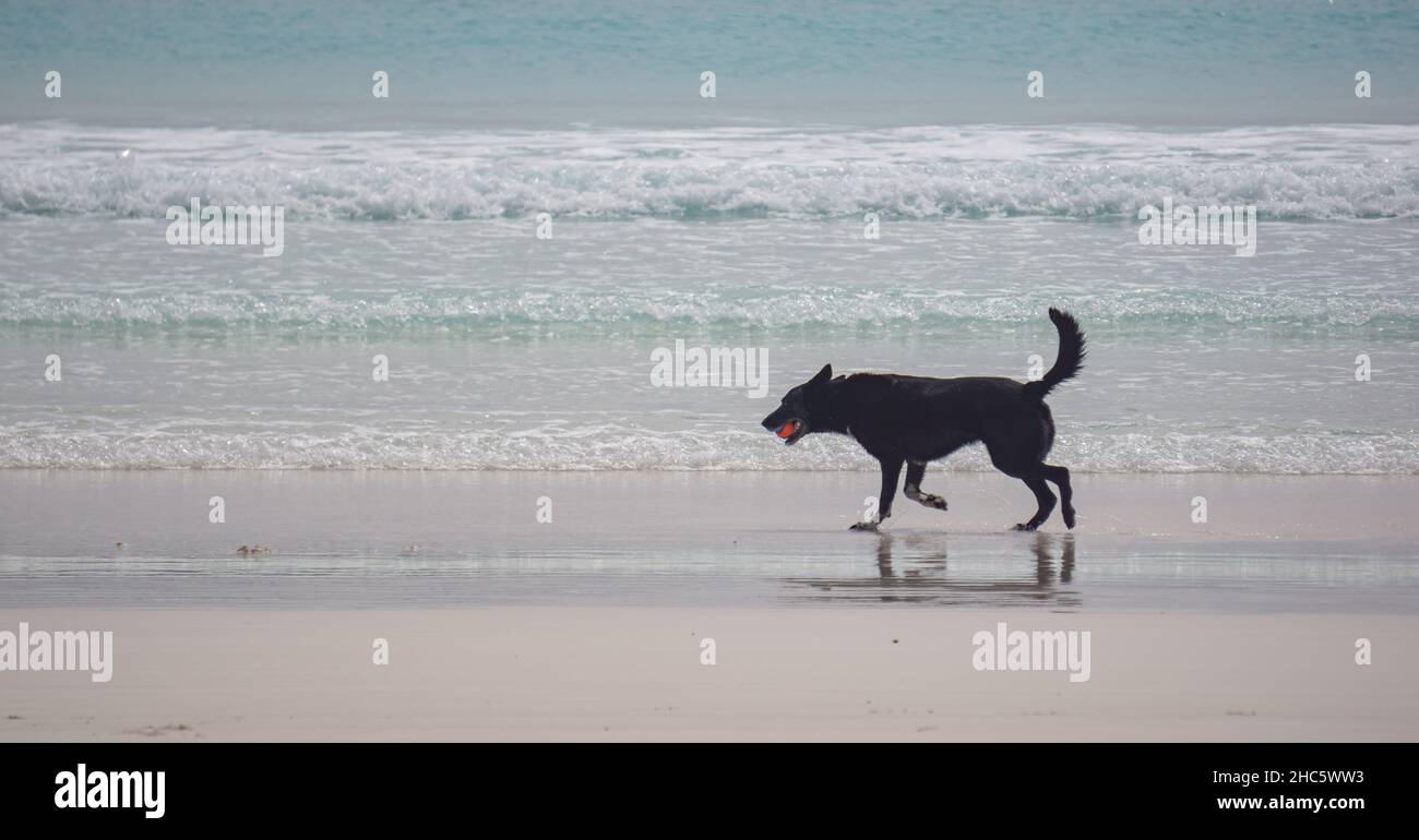 Dog Playing Catch on Wharton Beach Esperance Western Australia Stock ...