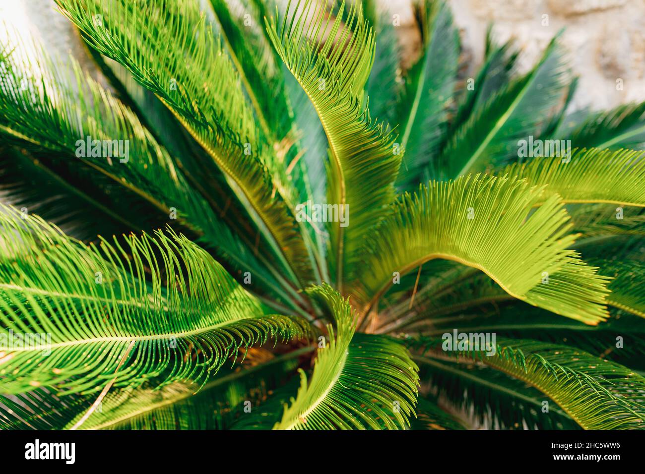 Long thin and sharp hi-res stock photography and images - Alamy