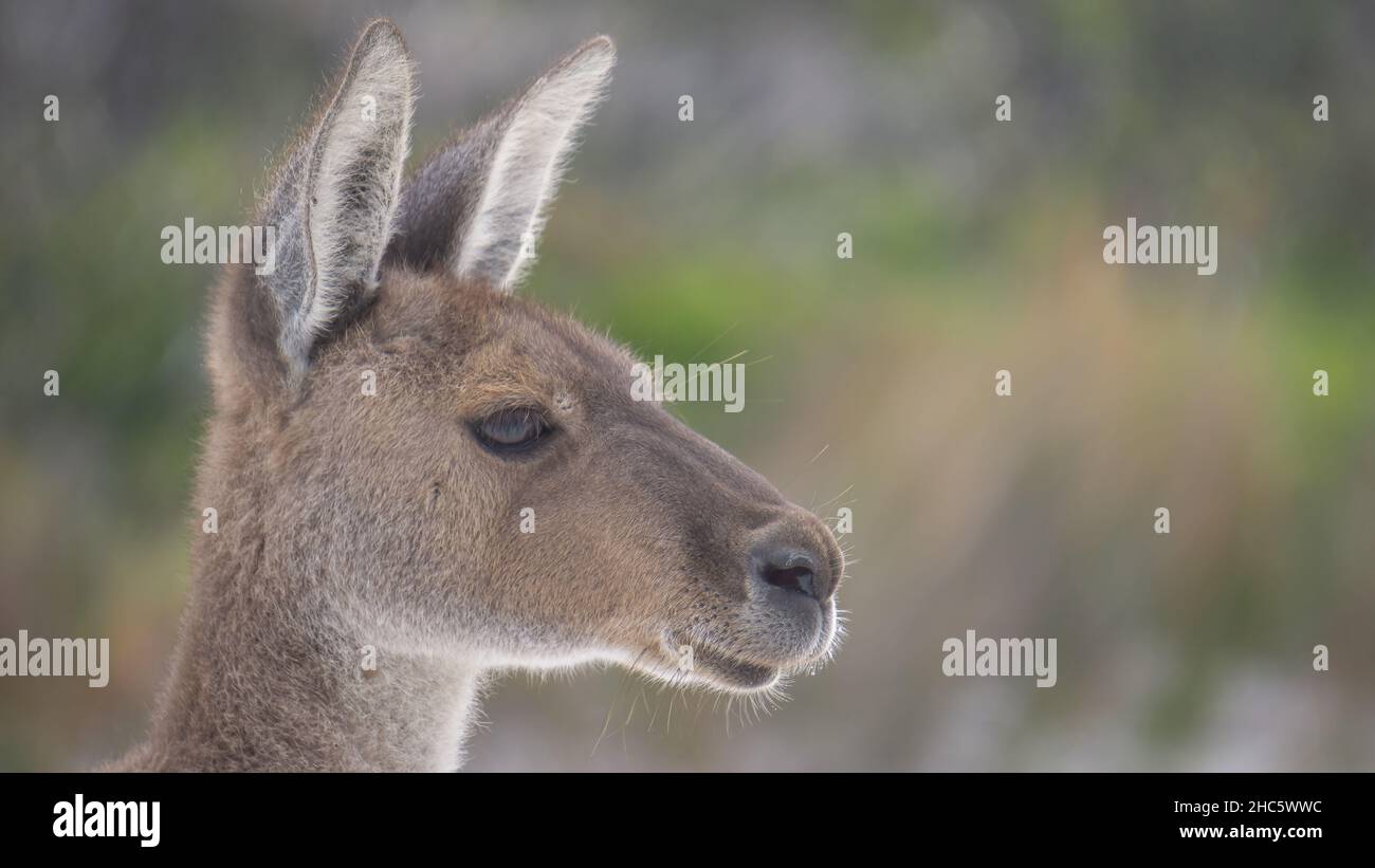 Kangaroo ears hi-res stock photography and images - Alamy