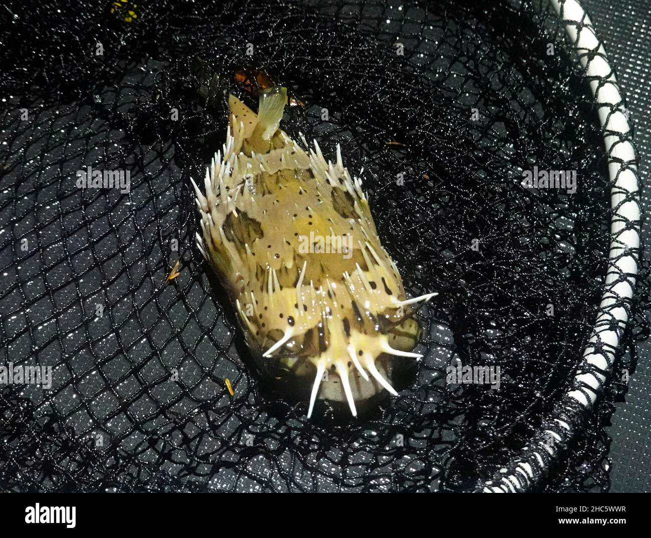 Puffer fish, Gulf of Nicoya, Costa Rica Stock Photo - Alamy