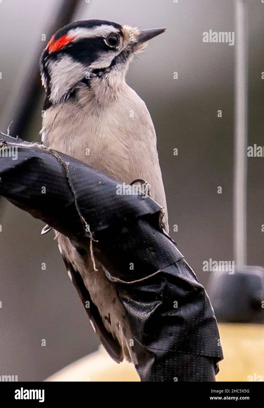 Woodpecker stretches back on a high perch Stock Photo - Alamy