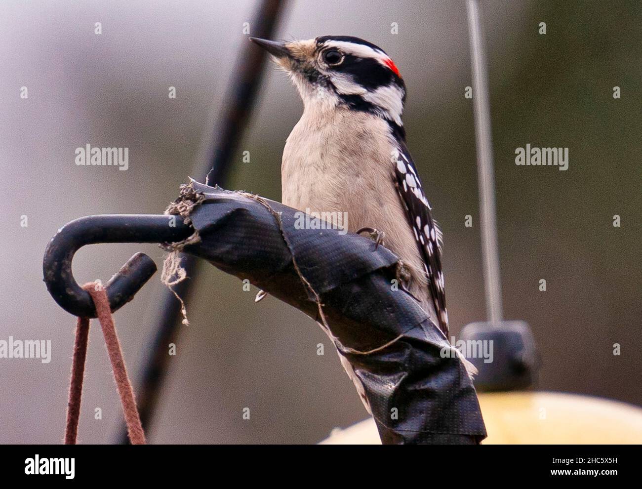 Woodpecker stretches back on a high perch Stock Photo - Alamy