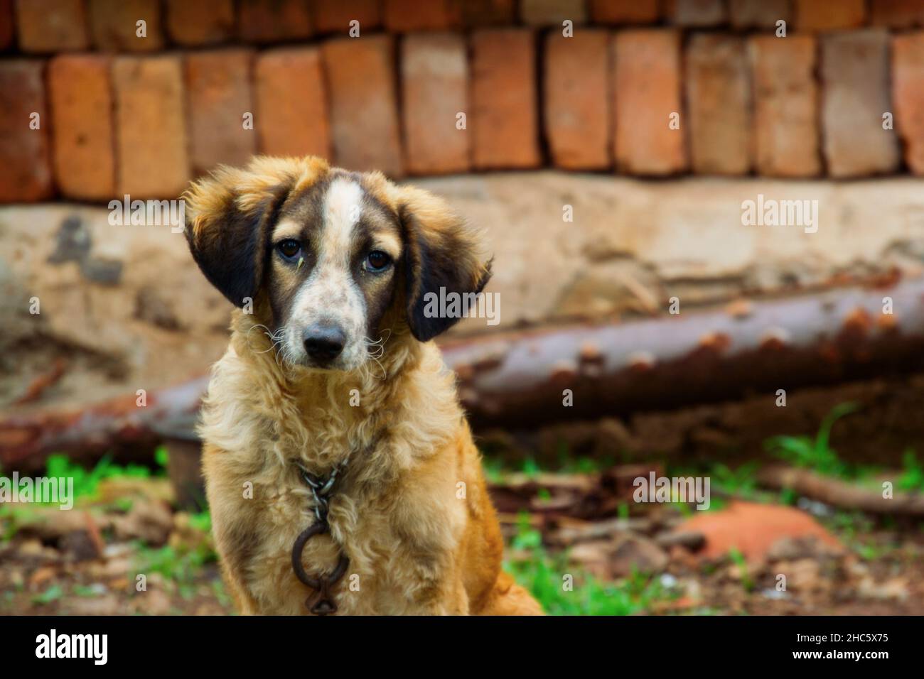 Close-up shot of a chained and sad dog in a countryside area Stock ...